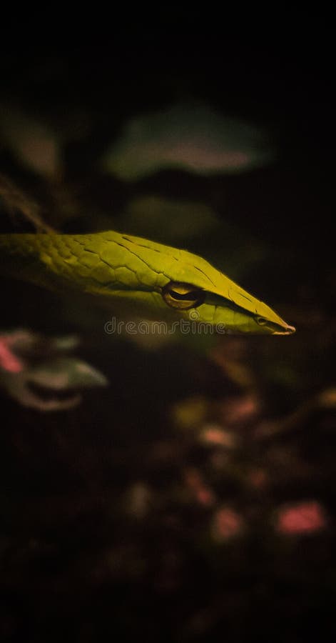 Image of a Green Snake Head Stock Image - Image of leaf, yellow: 238592283