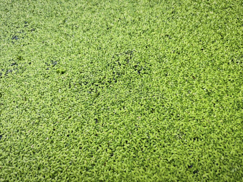Green Tiny Algae Fungus Grass Floating on the Surface of the Water ...