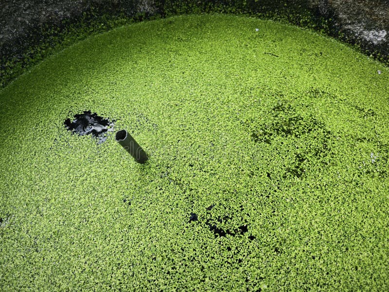 Green Tiny Algae Fungus Grass Floating on the Surface of the Water Stock Image - Image of algae ...
