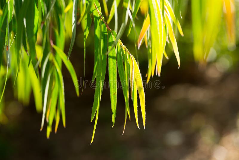 Green Tree Branches of Agonis Flexuosa in Sunny Garden at Summer Day ...