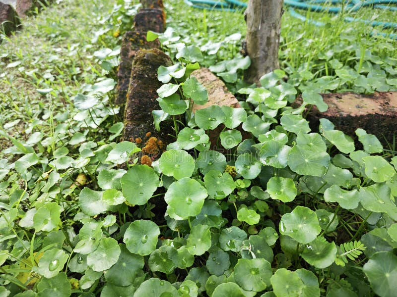 Greenery of Araliaceae Hydrocotyle Pennywort Plant. Stock Image - Image ...