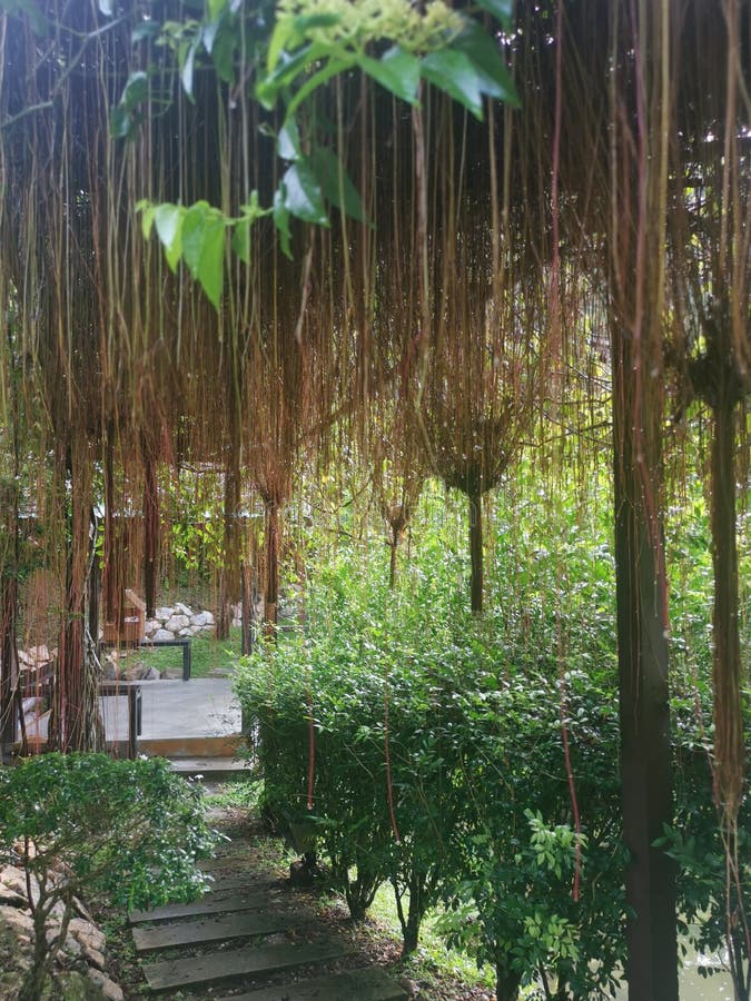 Greenery Garden Walk Path Way To the Park Stock Photo - Image of path ...