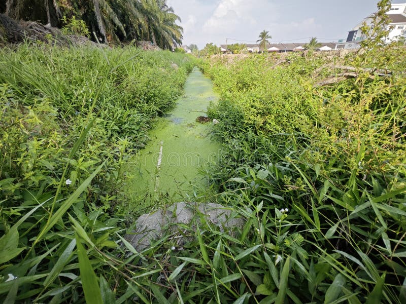 Greenish Algae Sludge Floating on the Surface of the Rural Drain. Stock ...