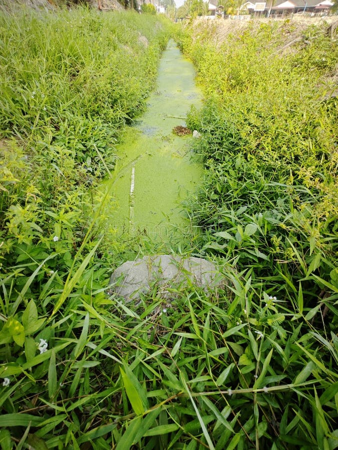 Greenish Algae Sludge Floating on the Surface of the Rural Drain. Stock ...