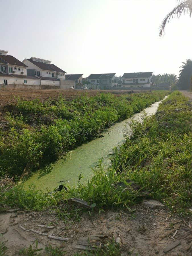 Greenish Algae Sludge Floating on the Surface of the Rural Drain. Stock ...