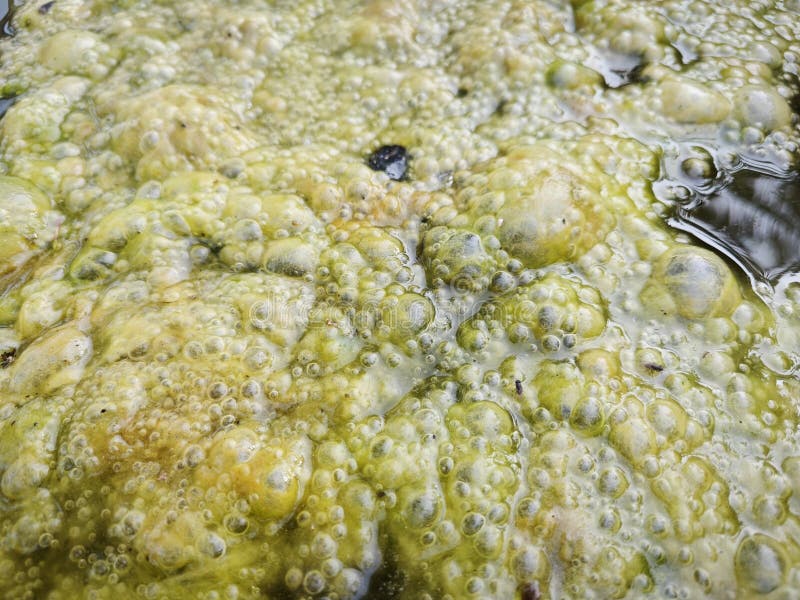 Greenish Algae Sludge Floating on the Surface of the Well. Stock Photo ...