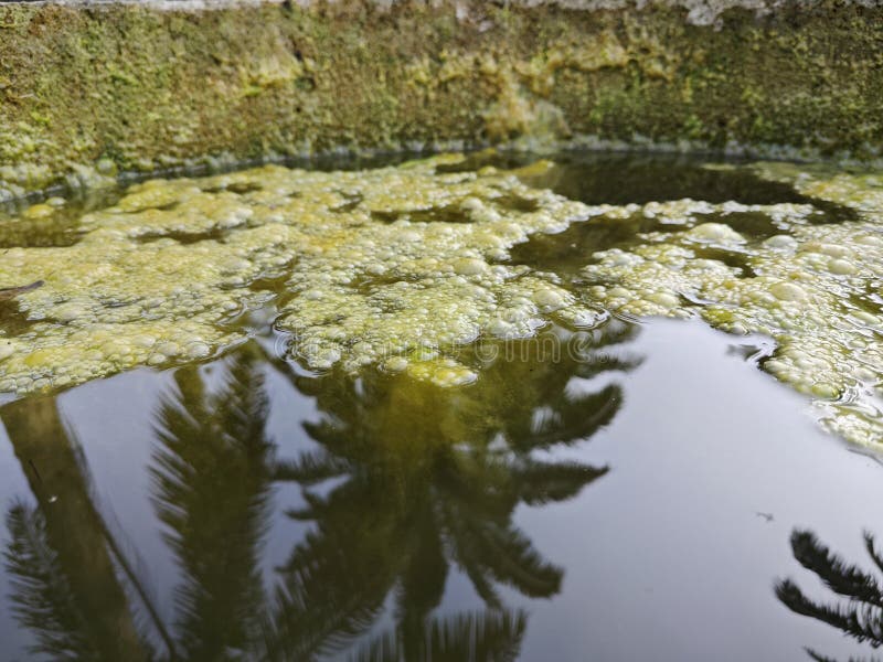 Greenish Algae Sludge Floating on the Surface of the Well. Stock Image ...