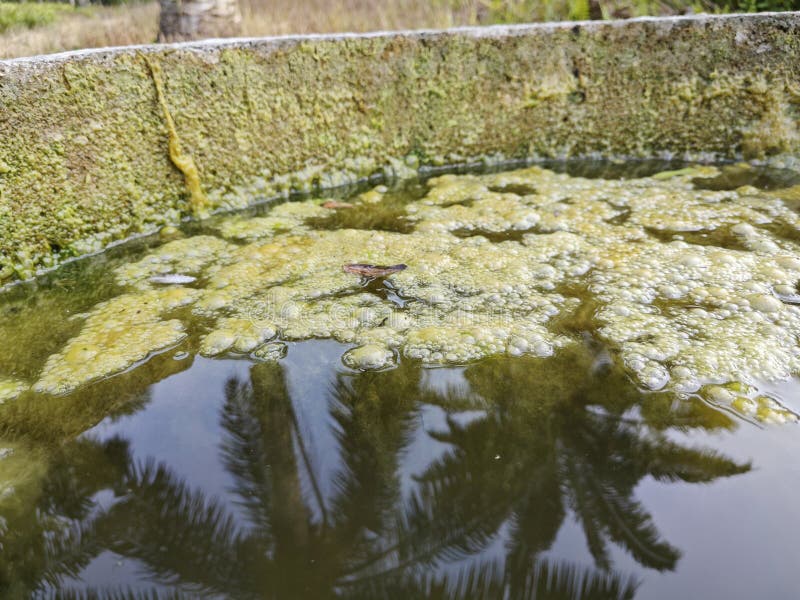 Greenish Algae Sludge Floating on the Surface of the Well. Stock Image ...