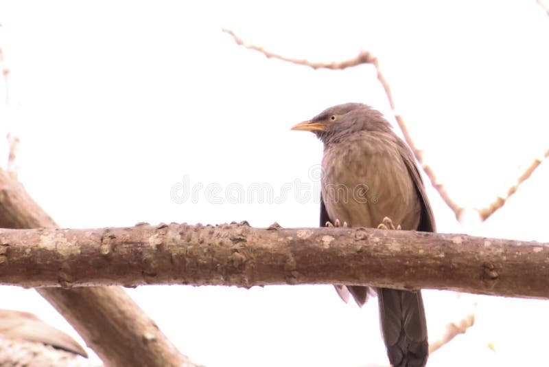 The Image of Gregarious Sitting on Tree Branch Stock Photo - Image of ...