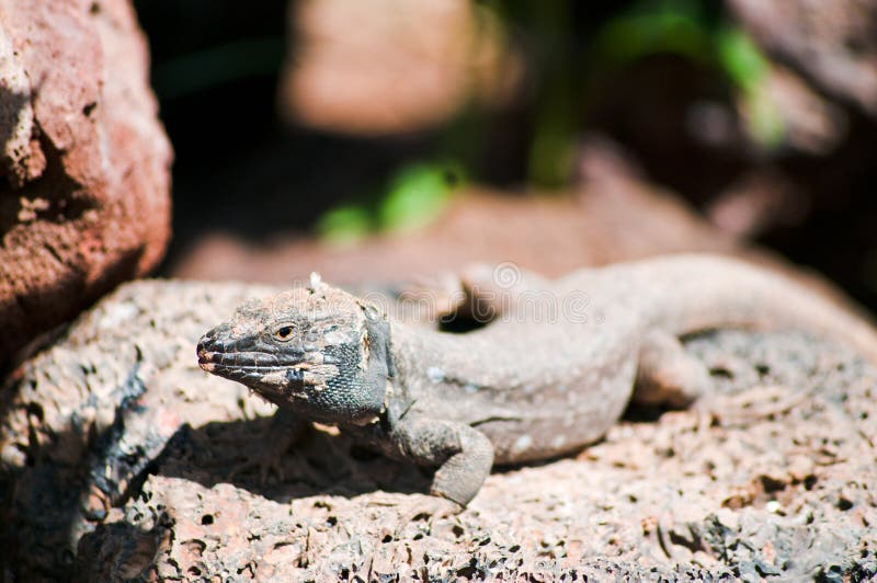 Lizard on Stone stock image. Image of landcapes, countryside - 96276613