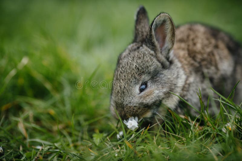 Image of Grey Rabbits in Green Grass Outdoor Stock Photo - Image of ...