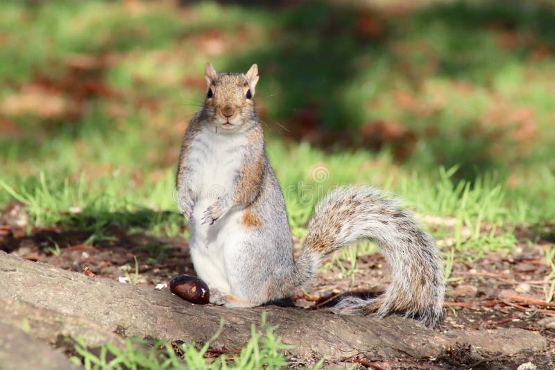Grey Squirrel Sitting on Hind Legs Stock Image - Image of wildlife ...