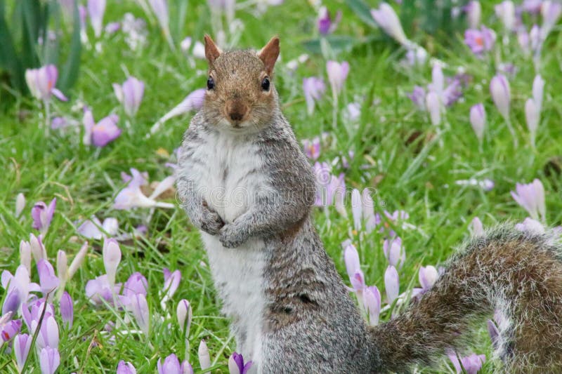 Grey Squirrel among Spring Crocuses Stock Image - Image of whiskers ...