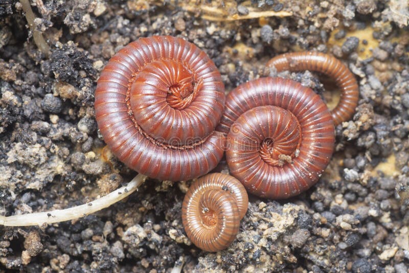 Ground Crawling with Red Trigoniulus Corallinus Stock Photo - Image of ...