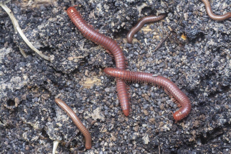 Trigoniulus Corallinus, the Rusty Millipede or Common Asian Millipede ...