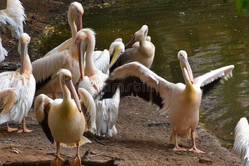 Beautiful rosy postcard. stock image. Image of nature - 158436549