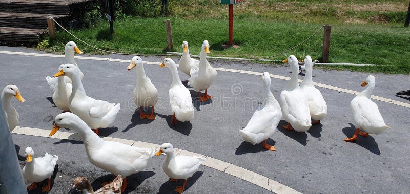 The Image of a Group of Cute Ducks Stock Image - Image of group, cute ...