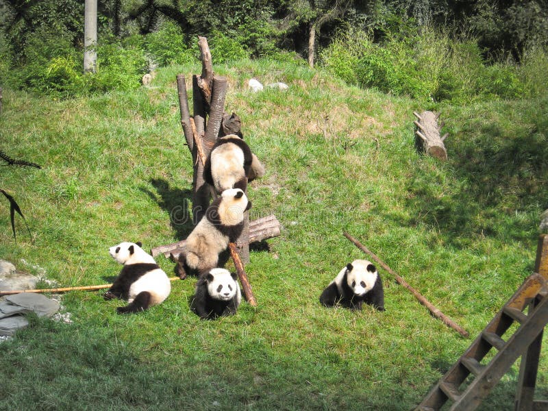 Pandas Enjoying Together in the Nature Reserve Stock Image - Image of ...