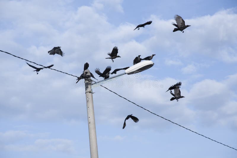 Groups of Black Crows Hanging Around the Streetpost. Stock Image ...