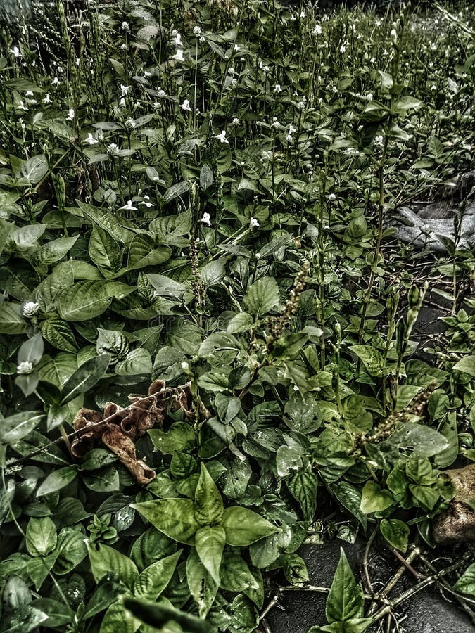 Image of a Growing in a Fertile and Beautiful Nature Stock Image ...