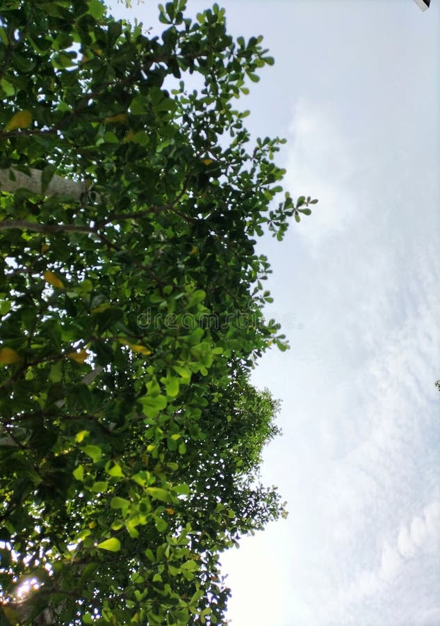 Image of Half Terminalia Mantaly Plant and Half Cloudy Sky Stock Image ...