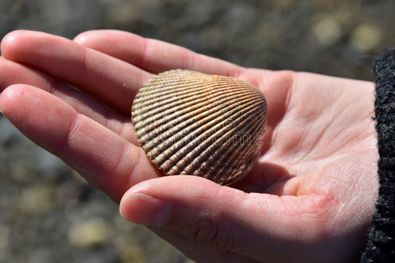 Shell Close Up stock photo. Image of selective, hold - 101491714