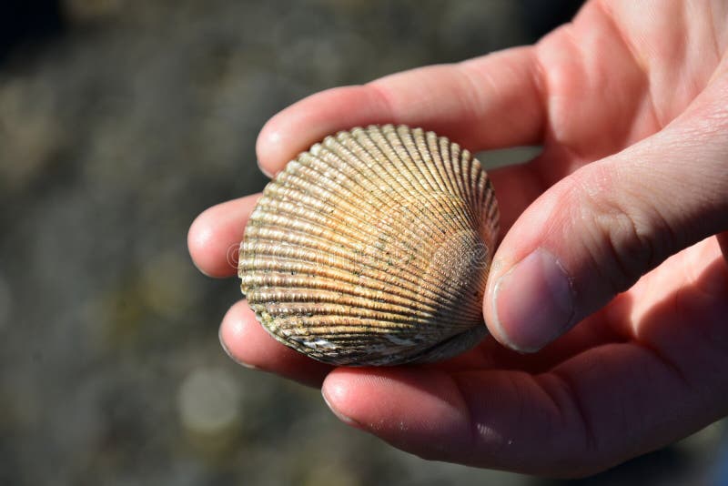 Shell Close Up stock photo. Image of holiday, design - 101490648