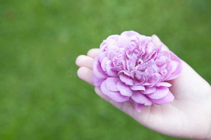 Image of hand rose flower stock photo. Image of holding - 191538316