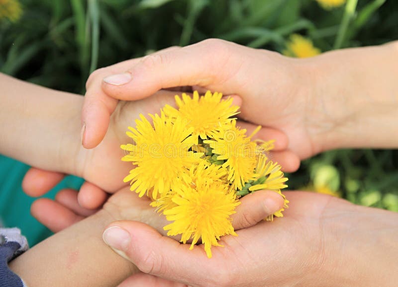 Hands with flowers stock image. Image of health, hands - 117333449