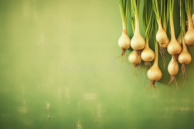 Hanging Onions Vintage Country Kitchen Stock Illustration ...