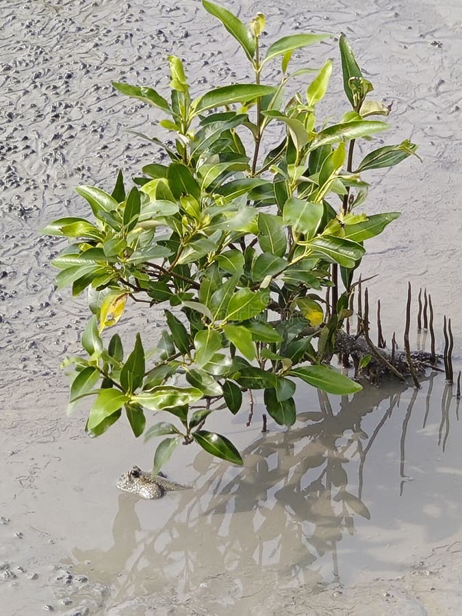 Head Emerging Out from the Pool of Mangrove Swamp Beach. Stock Photo ...