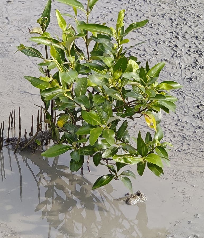 Head Emerging Out from the Pool of Mangrove Swamp Beach. Stock Photo ...