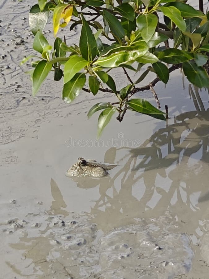 Head Emerging Out from the Pool of Mangrove Swamp Beach. Stock Image ...