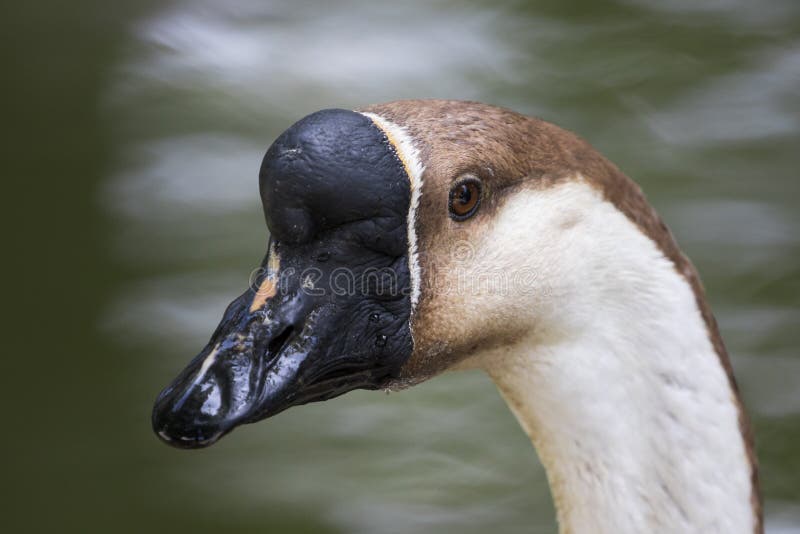 Head of goose stock image. Image of rural, meadow, gras - 3031403