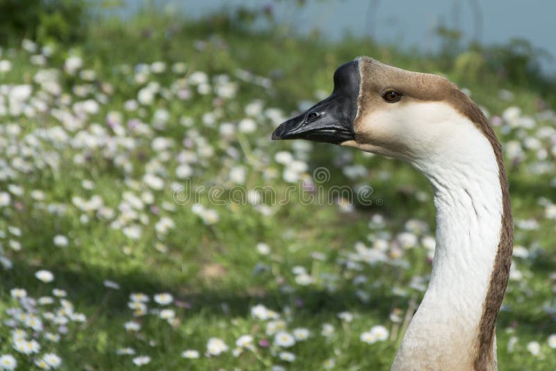 Head of the goose stock image. Image of agricultural - 80461051