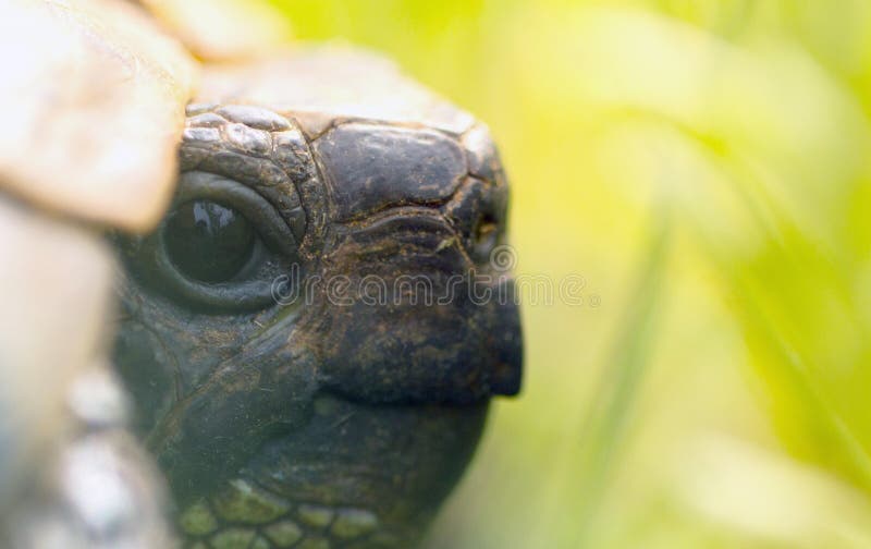 Head of turtle in nature stock image. Image of walking - 117005531