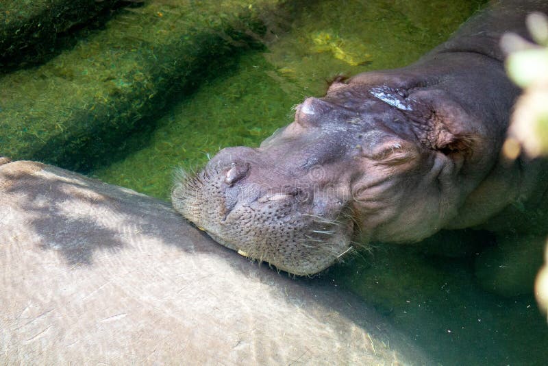 Front View from a Head Underwater of a Hippopotamus, Also Called Hippos ...