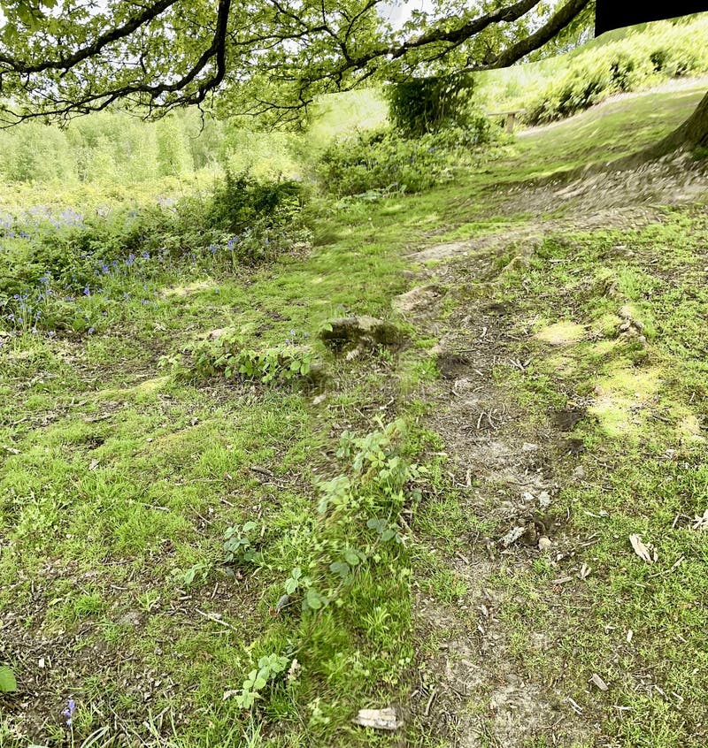 Moss and Grass Under an Oak Tree Stock Photo - Image of england ...