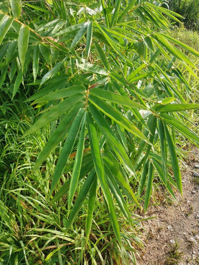 Fernleaf hedge bamboo stock photo. Image of bamboo, multiplex - 34199096