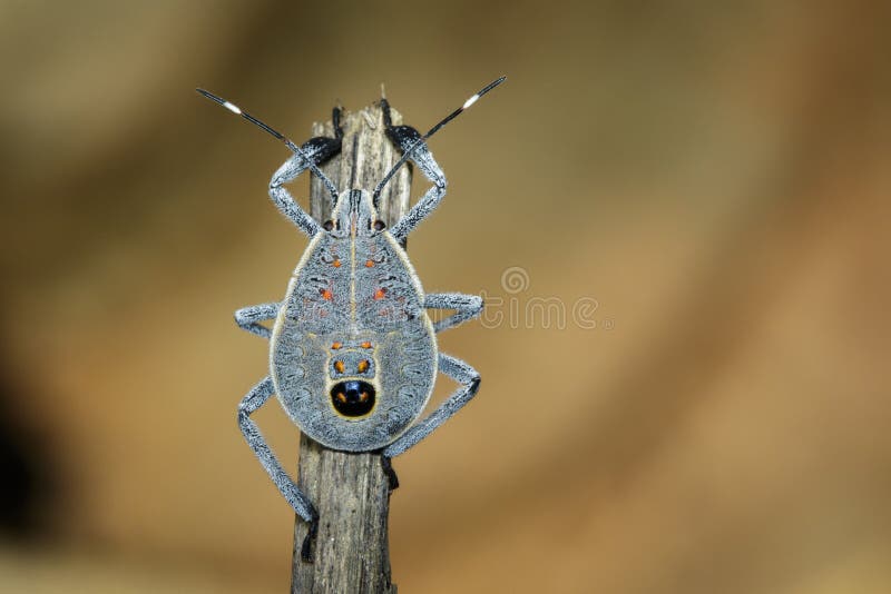 Image of Hemiptera Bug on a Brown Branch. Insect. Stock Image - Image ...