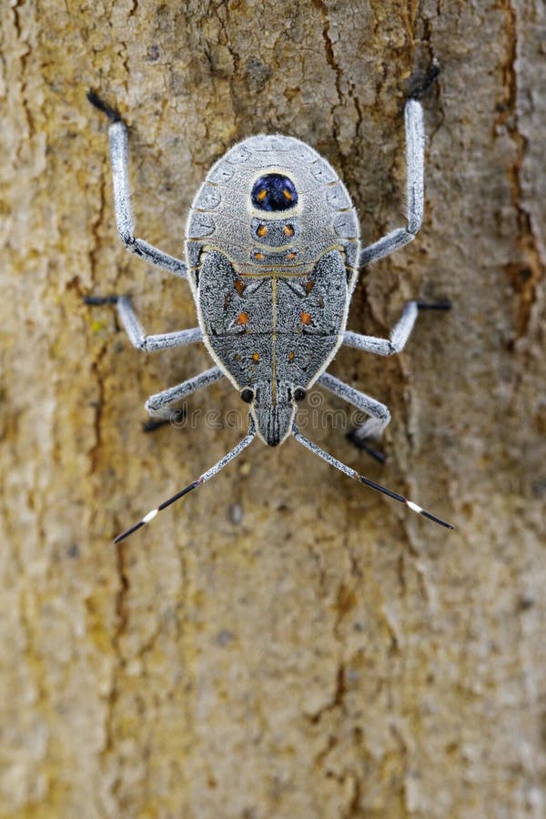 Image of Hemiptera Bug on Tree. Insect. Stock Image - Image of black ...