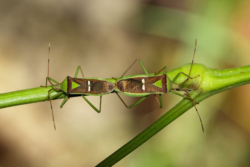 Image of Hemiptera Green Legume Pod Bug Stock Image - Image of garden ...