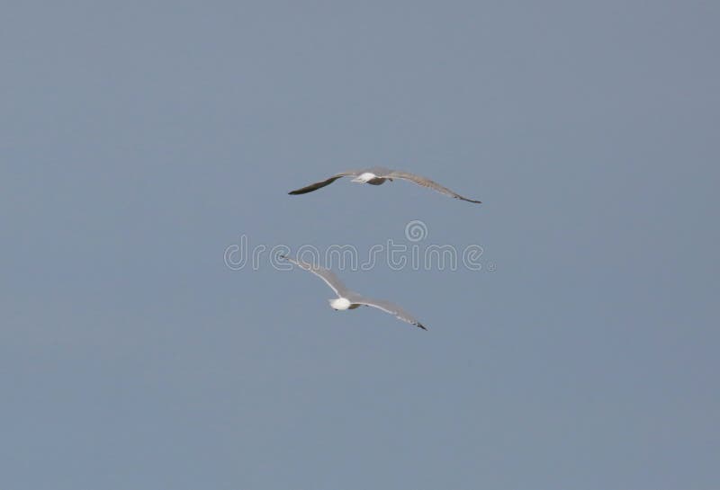 Herring gulls in flight stock photo. Image of larus - 318991990
