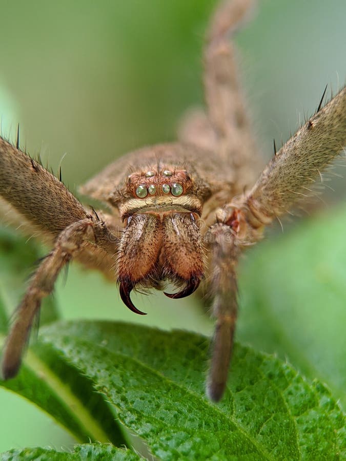 Image of a Heteropoda Venatoria Spider Shell Stock Photo - Image of ...