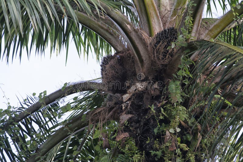 High Angle View on Top of Oil Palm Tree Where Sprouting Cluster of ...