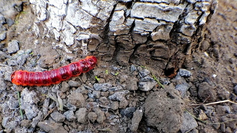 Cossus Caterpillar Ashen Ground Stock Photos - Free & Royalty-Free ...