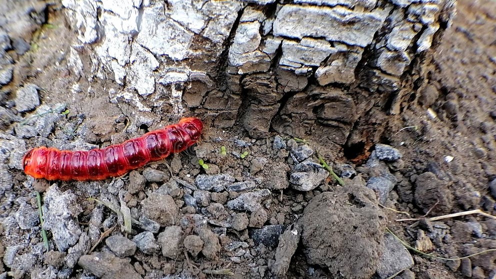 Cossus Caterpillar on Ashen Ground Stock Image - Image of spider ...