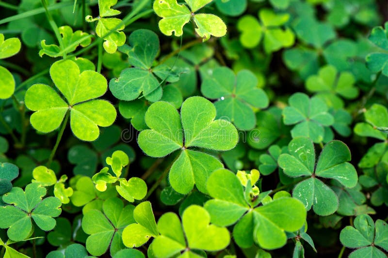 Moringa Weed Stock Photos - Free & Royalty-Free Stock Photos from ...