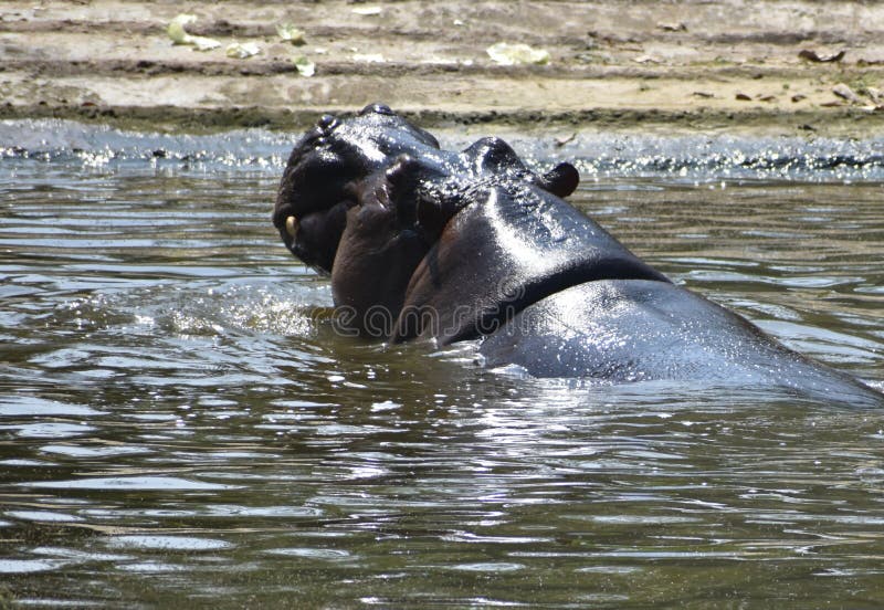 This is an Image of Hippopotamus or Riverhorse India . Stock Photo ...