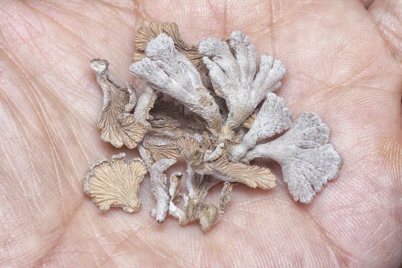 Hold a Few Wild Light-brown Funnel Fan-shaped Mushrooms in the Hand ...